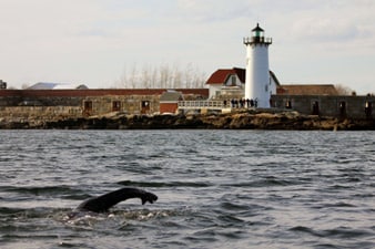 Swim for the Lights – What a Moment for Lighthouses! – American ...